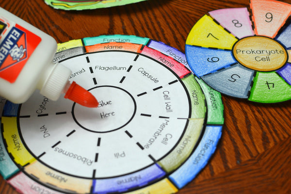 Prokaryote Cell Wheel Foldable - Math in Demand