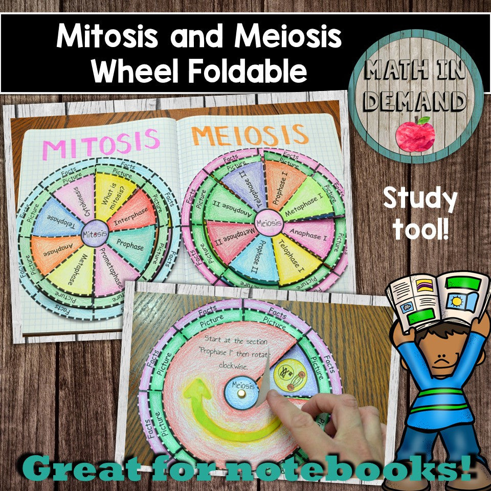 Mitosis and Meiosis Foldable - Math in Demand